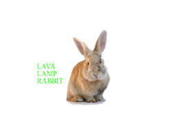 Portfolio GIFs on GIPHY - Be Animated