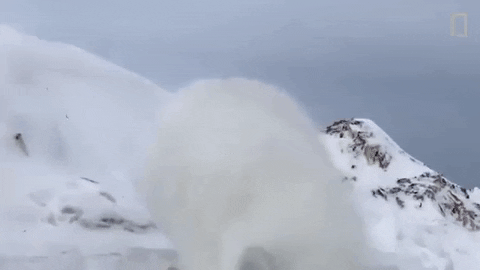 Arctic Fox GIFs - Get the best GIF on GIPHY