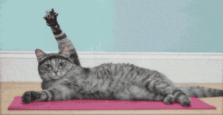 Lazy Cat GIF by Morena Daniela - Find & Share on GIPHY