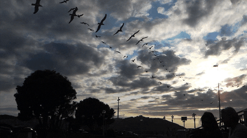 Loop Bird GIF by A. L. Crego - Find & Share on GIPHY