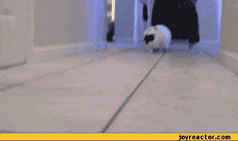 Running Cat GIFs - Find & Share on GIPHY