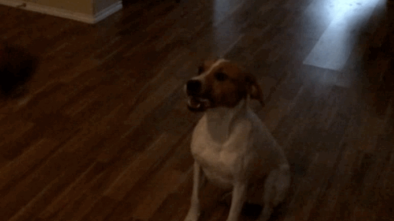 Dog Can'T Catch GIF by Zombie Response Team - Find & Share on GIPHY