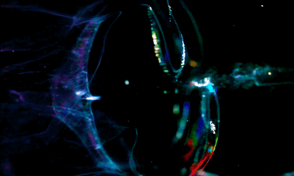 Plankton GIF by Caitlin Burns - Find & Share on GIPHY