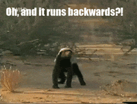 Nope Gif Badger