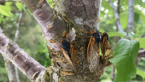 In photos: Cicada shakedown - Axios NW Arkansas