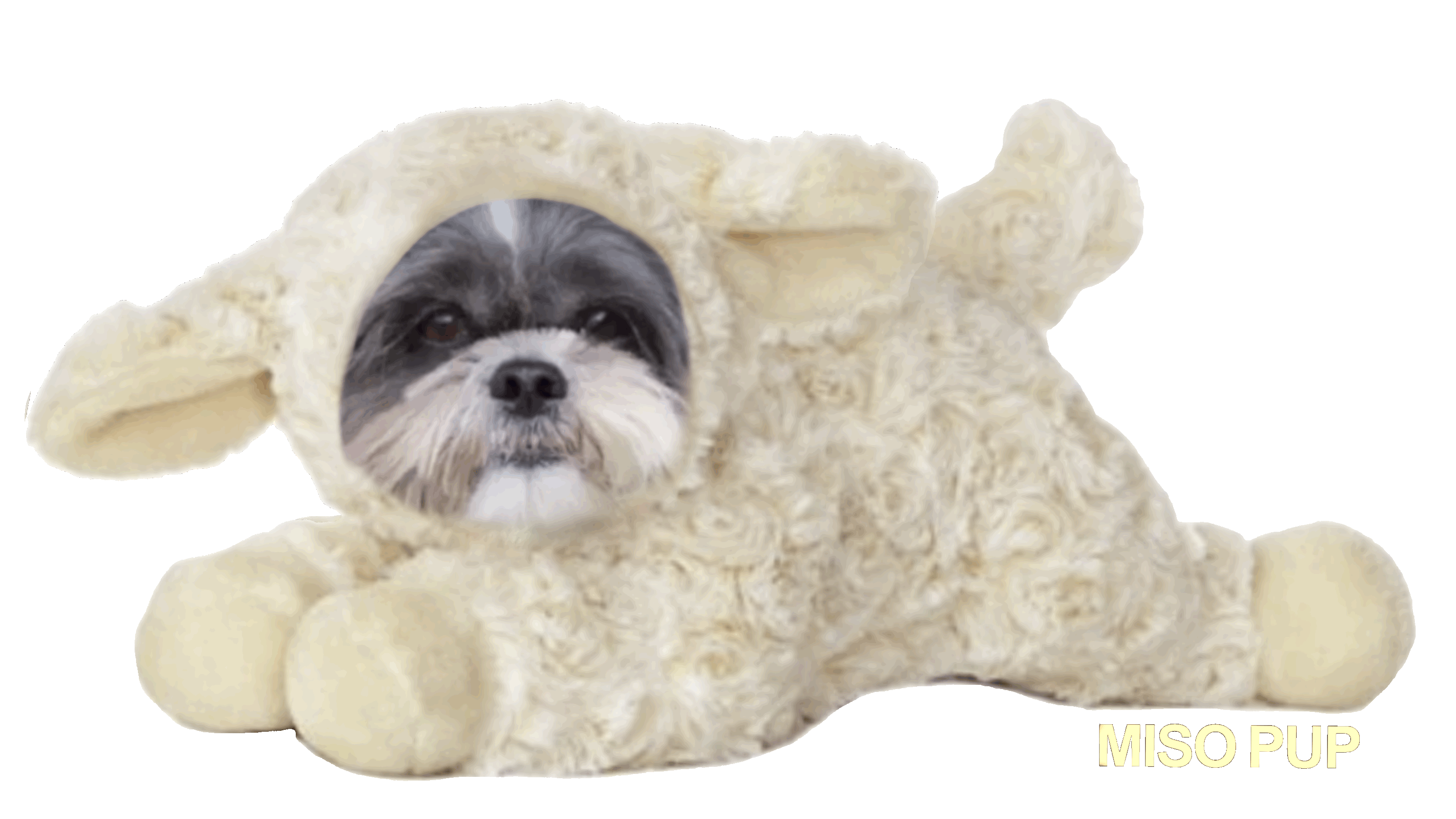 Shih Tzu Dog Sticker by MISO PUP for iOS & Android | GIPHY