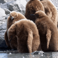 Penguin Slap Animated Gif