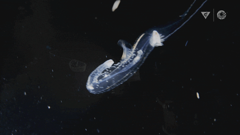 Pteropod GIFs - Get the best GIF on GIPHY