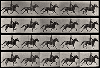 Eadweard Muybridge Horse Gif