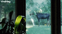 Sprinklers GIFs - Get the best GIF on GIPHY