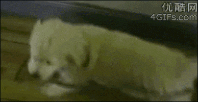 Hot Dog Fail GIFs - Find & Share on GIPHY