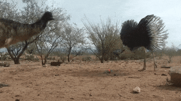 Emu Chasing Ball Memes