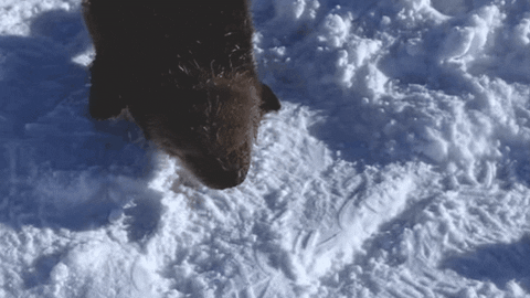 Play In Snow GIFs - Get the best GIF on GIPHY