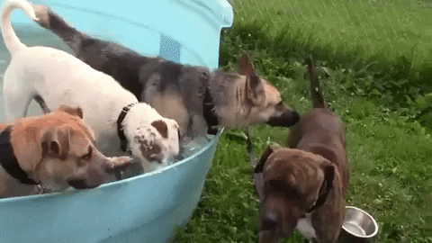 Dog Adopt GIFs - Get the best GIF on GIPHY