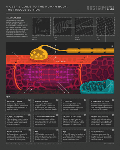 Muscle Contraction GIFs - Get the best GIF on GIPHY