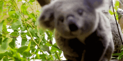 Budapest Zoo GIFs - Get the best GIF on GIPHY