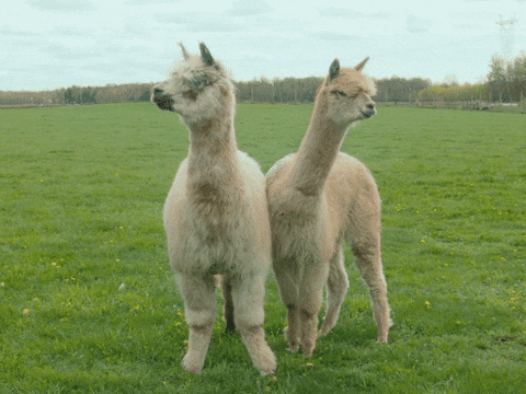 Gif Fabuloso De Alpaca