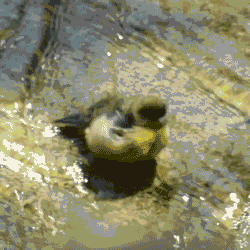 Water Bird GIF by Los Angeles Zoo and Botanical Gardens - Find & Share ...