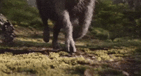 Wildebeest Stampede Gif