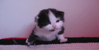 Crying Cat GIFs - Find & Share on GIPHY