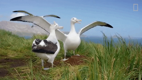 National Geographic Bird GIF by Nat Geo Wild - Find & Share on GIPHY