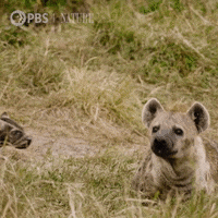 Laughing Hyena Animated Gif