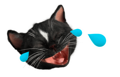 Laughing Cat Gif