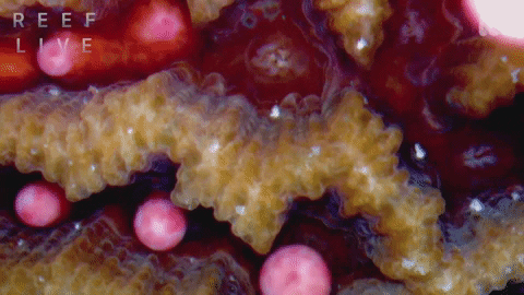 Spawning Great Barrier Reef GIF by ABC TV + IVIEW - Find & Share on GIPHY