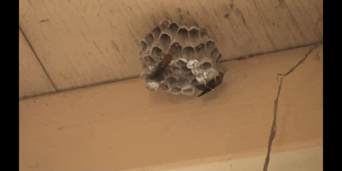 Wasp-nest GIFs - Get the best GIF on GIPHY
