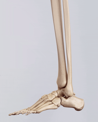 Bones Anatomy GIF by YOGABODY - Find & Share on GIPHY