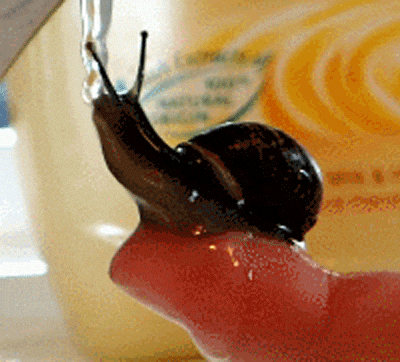 Gastro-the-snail GIFs - Get the best GIF on GIPHY