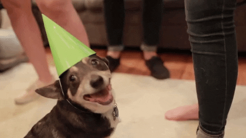 Celebrating Dog Gif