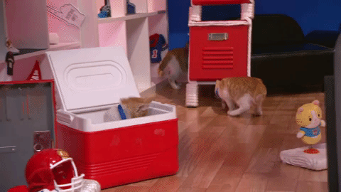 Kitten Bowl Countdown To Valentine'S Day GIF by Hallmark Channel - Find ...