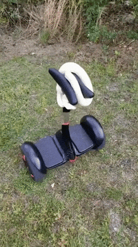 Chimpanzee Riding On A Segway Gif