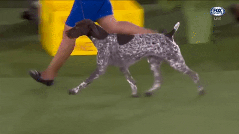 GIF by Westminster Kennel Club - Find & Share on GIPHY