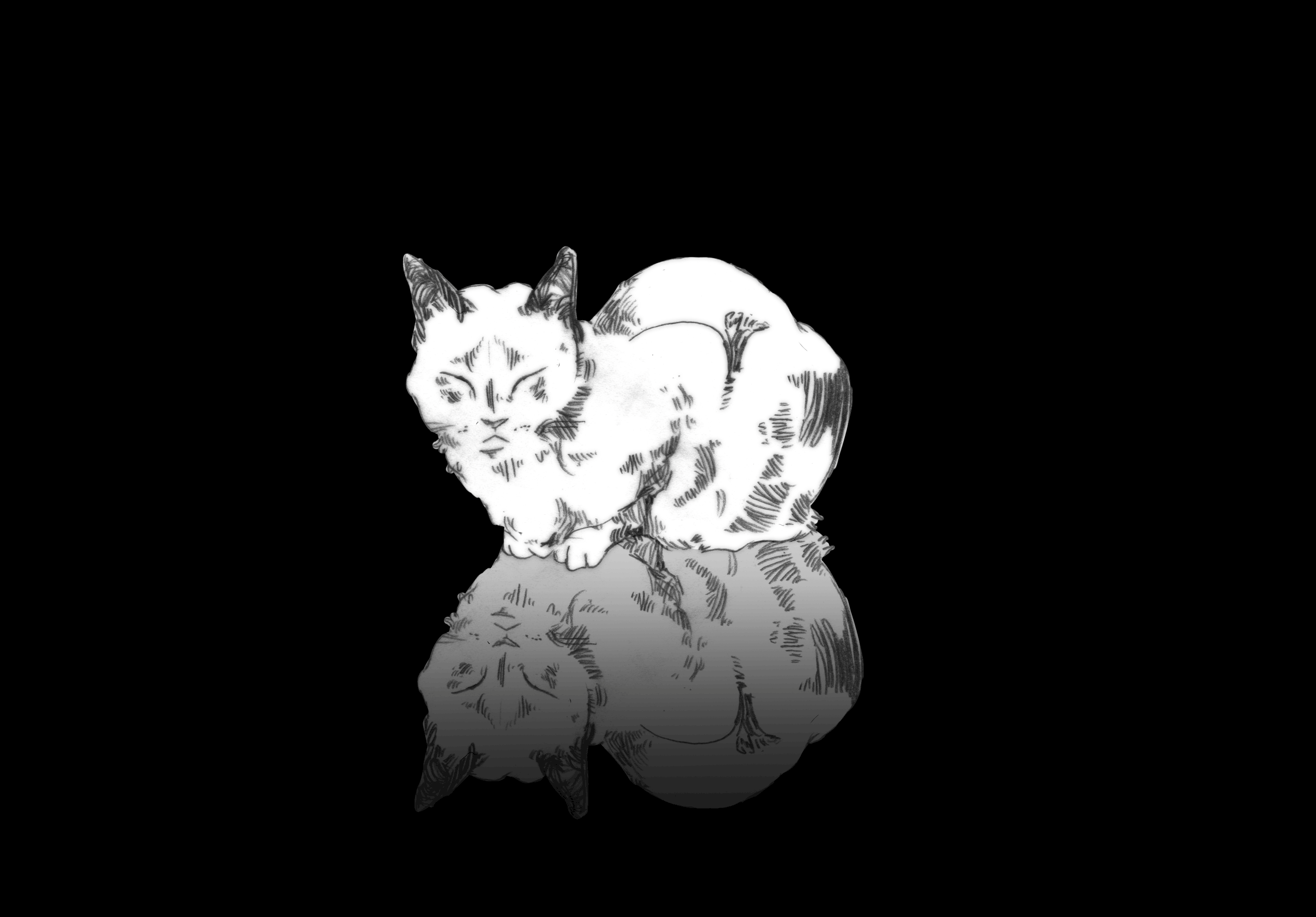 Cat Blink GIF - Find & Share on GIPHY