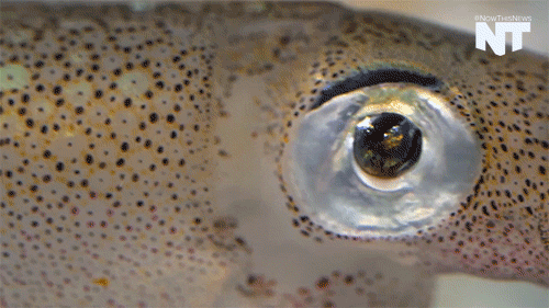 Marine Biology News GIF by NowThis - Find & Share on GIPHY