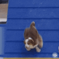 Animal Wiggle Gif