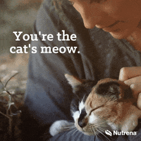 Meow Cat Gif