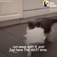 Cat Running Away Gif