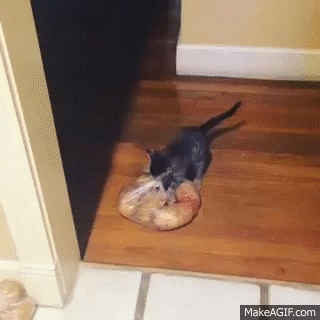 Cat Thief GIFs - Get the best GIF on GIPHY