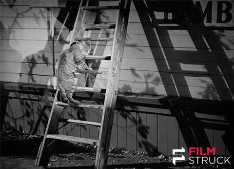 Cat On A Ladder GIFs - Get the best GIF on GIPHY