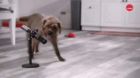 Funny Walking Dog Gifs