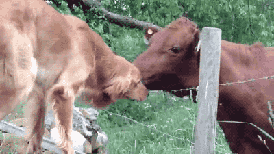 Puppy Plays Tug-Of-War With A Reluctant Cow