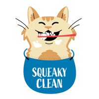 Cat Brushing Teeth Gif