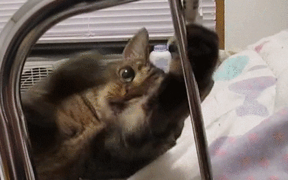 New Giphy Photo Tagged Cat Attack My Cat Tabby Cat Cats On Web