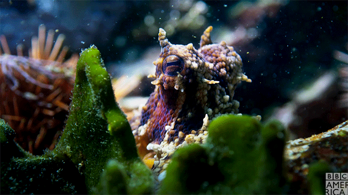 Blue Planet Octopus GIF by BBC America - Find & Share on GIPHY