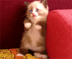Screaming Cat GIFs - Get the best GIF on GIPHY