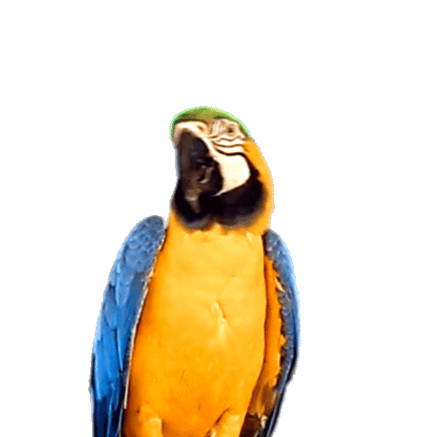 Parrot Loro Movistar Sticker by Movistar España for iOS & Android | GIPHY