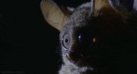 Dramatic Tarsier Gif